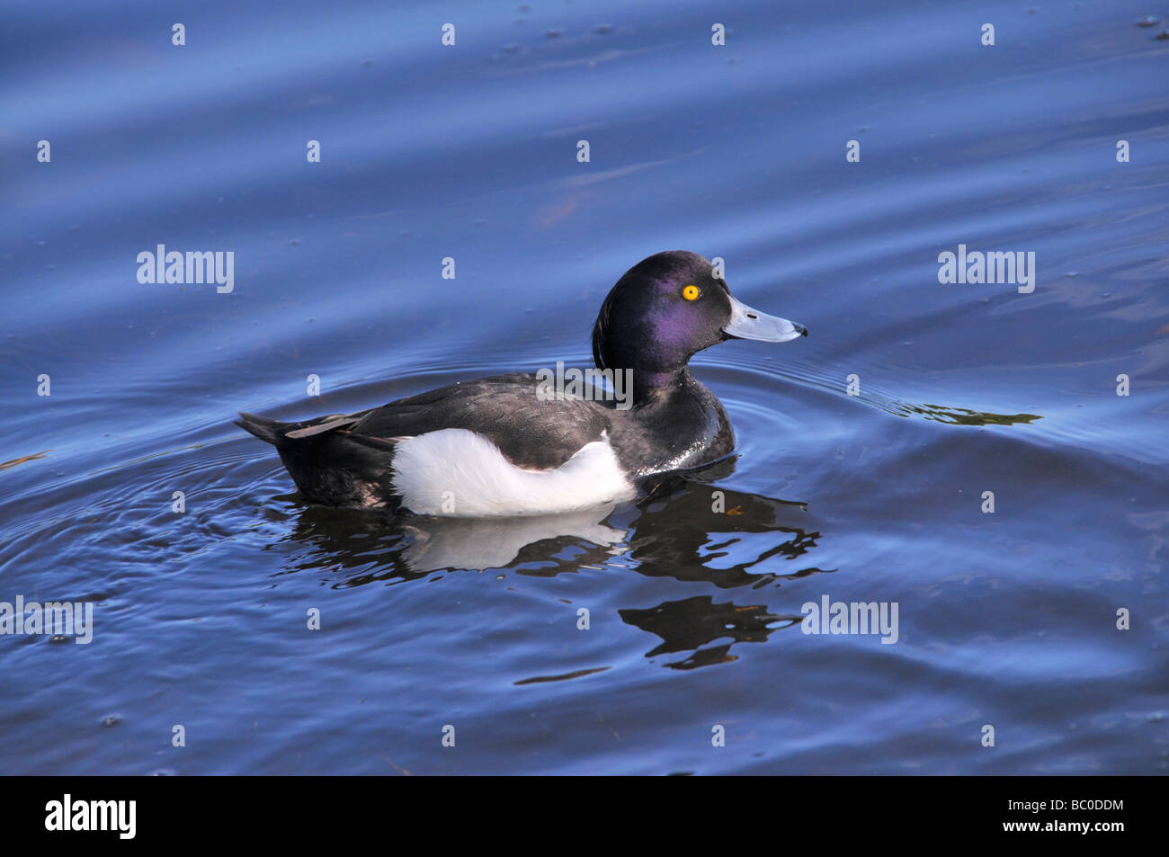 A male tufted duck swims in a pond Stock Photo - Alamy