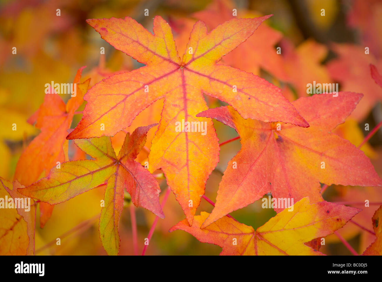 Liquid amber tree leaves hi-res stock photography and images - Alamy