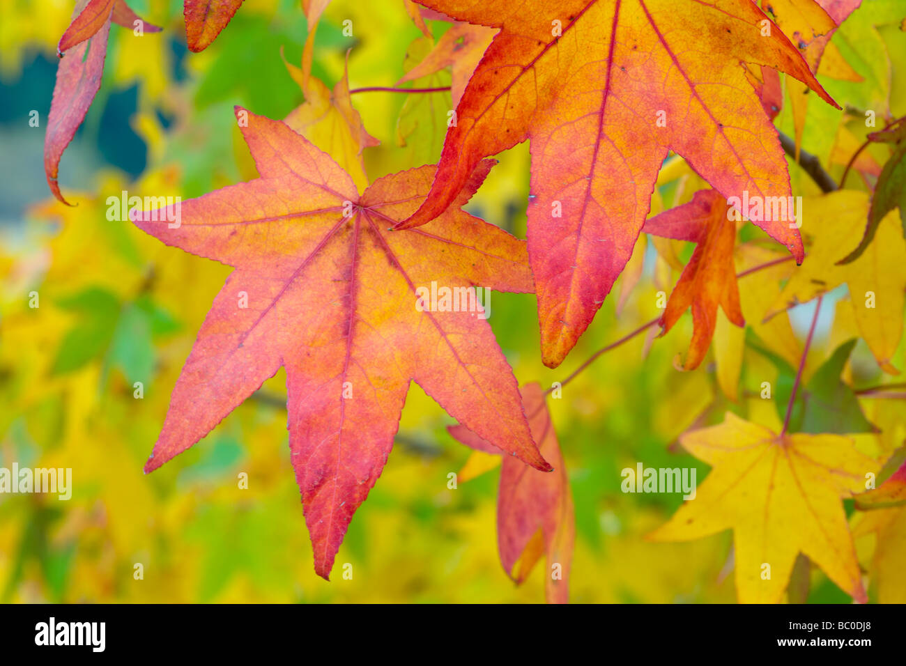 Liquid amber tree leaves hi-res stock photography and images - Alamy