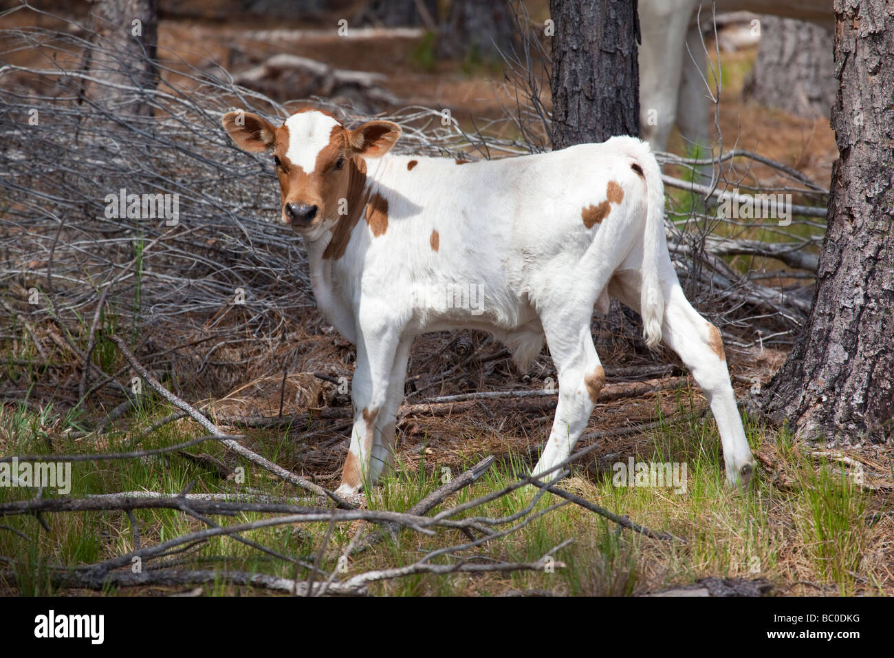 Young longhorn calf in a Florida pasture Stock Photo - Alamy