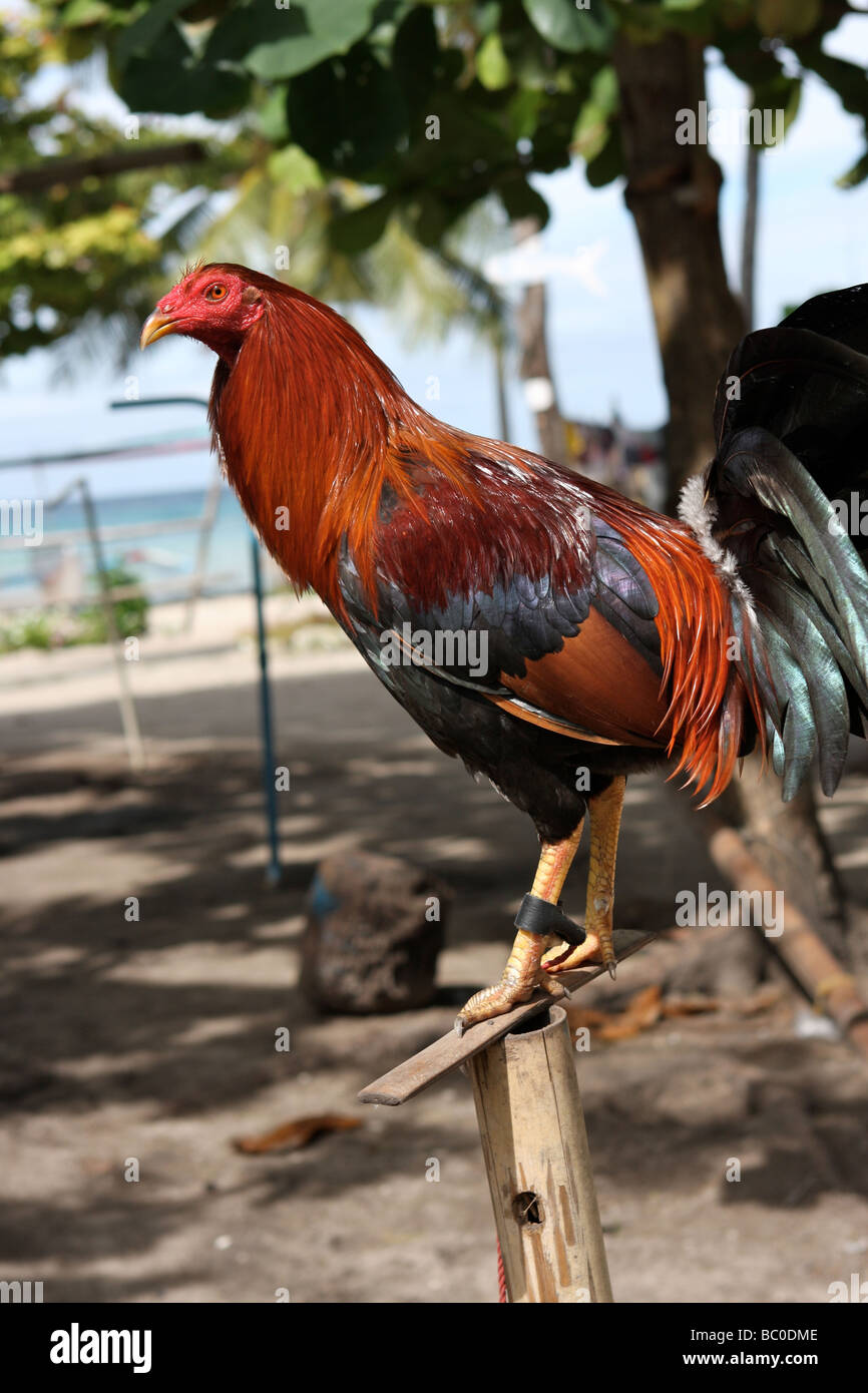 rooster for fight Stock Photo - Alamy