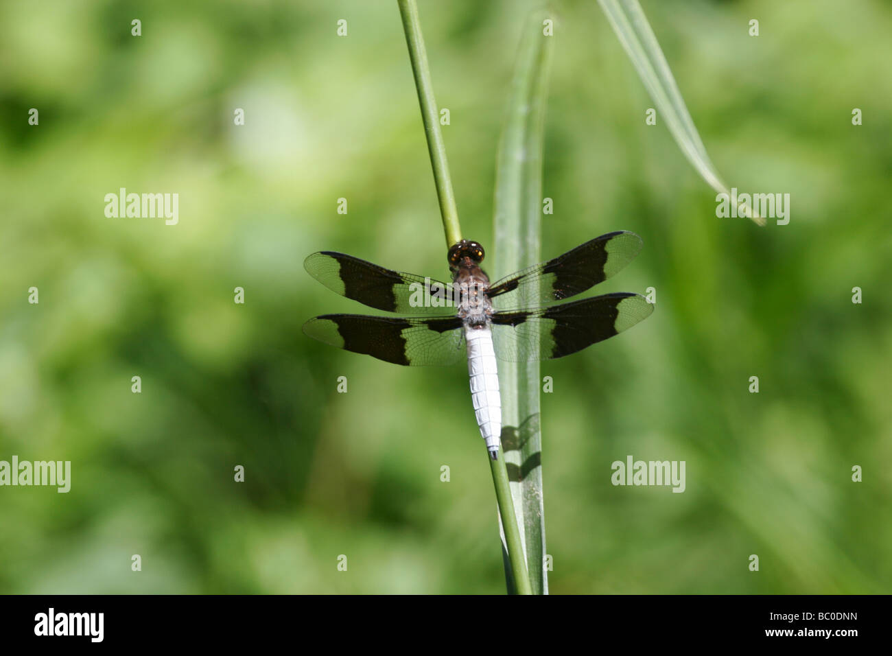 Common Whitetail Dragonfly (Libellula lydia Stock Photo - Alamy
