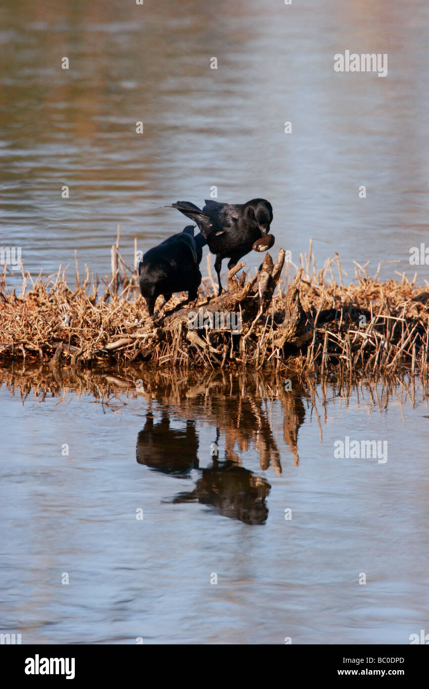 Freshwater shellfish hi-res stock photography and images - Alamy