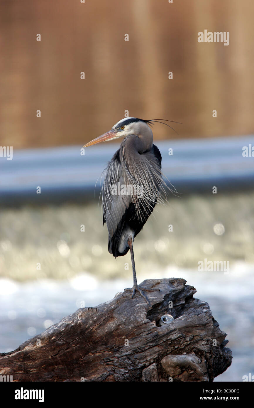 Great Blue Heron (Ardea herodias)preening, James river in Richmond ...