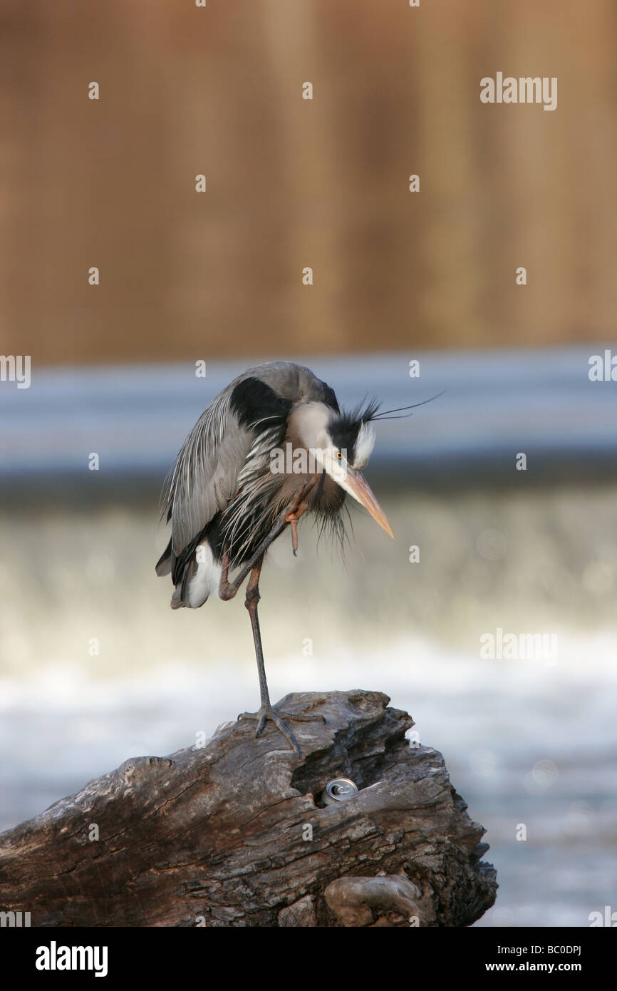 Great Blue Heron (Ardea herodias)preening, James river in Richmond ...