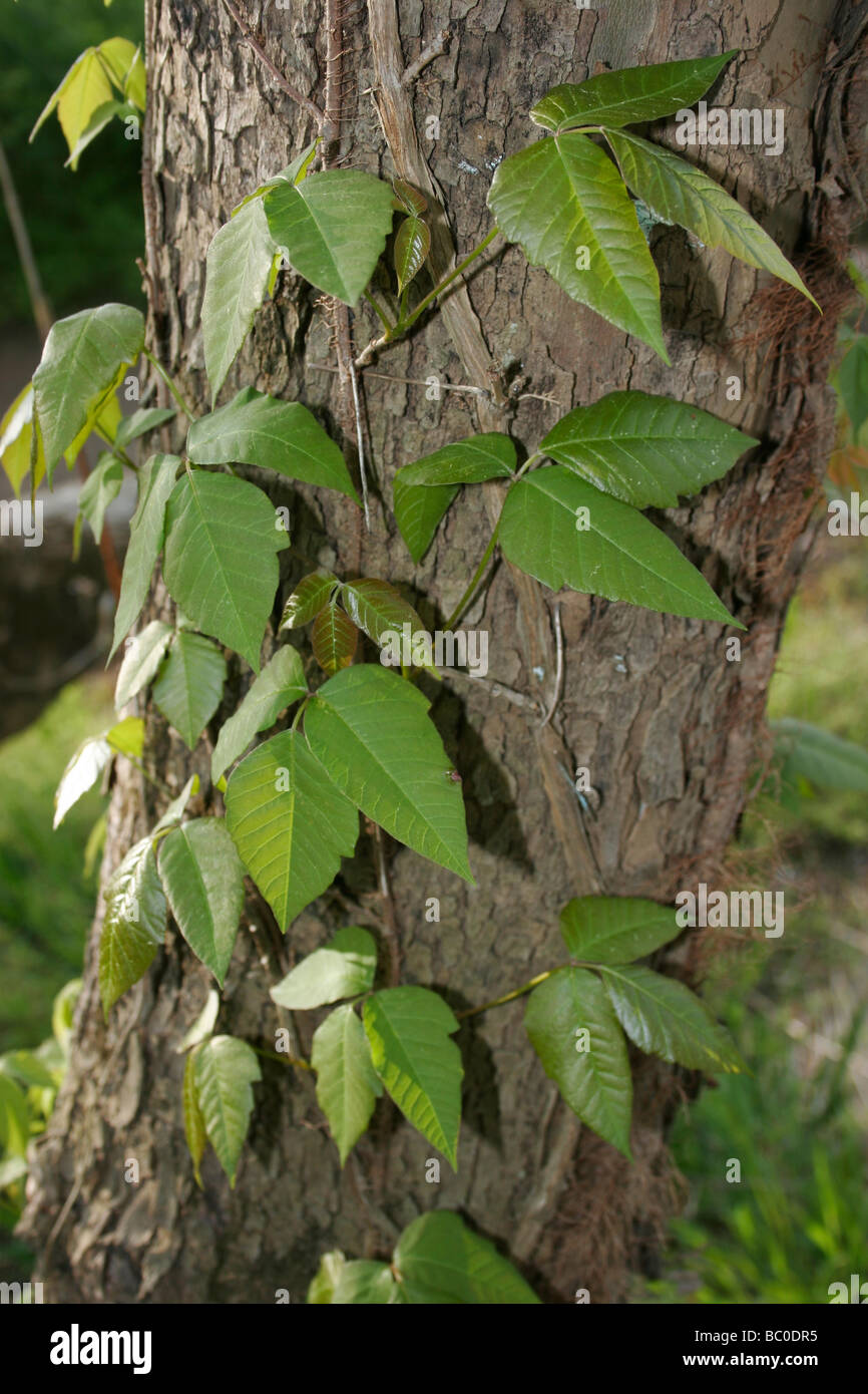 poison ivy near a river bank, Virginia Stock Photo - Alamy