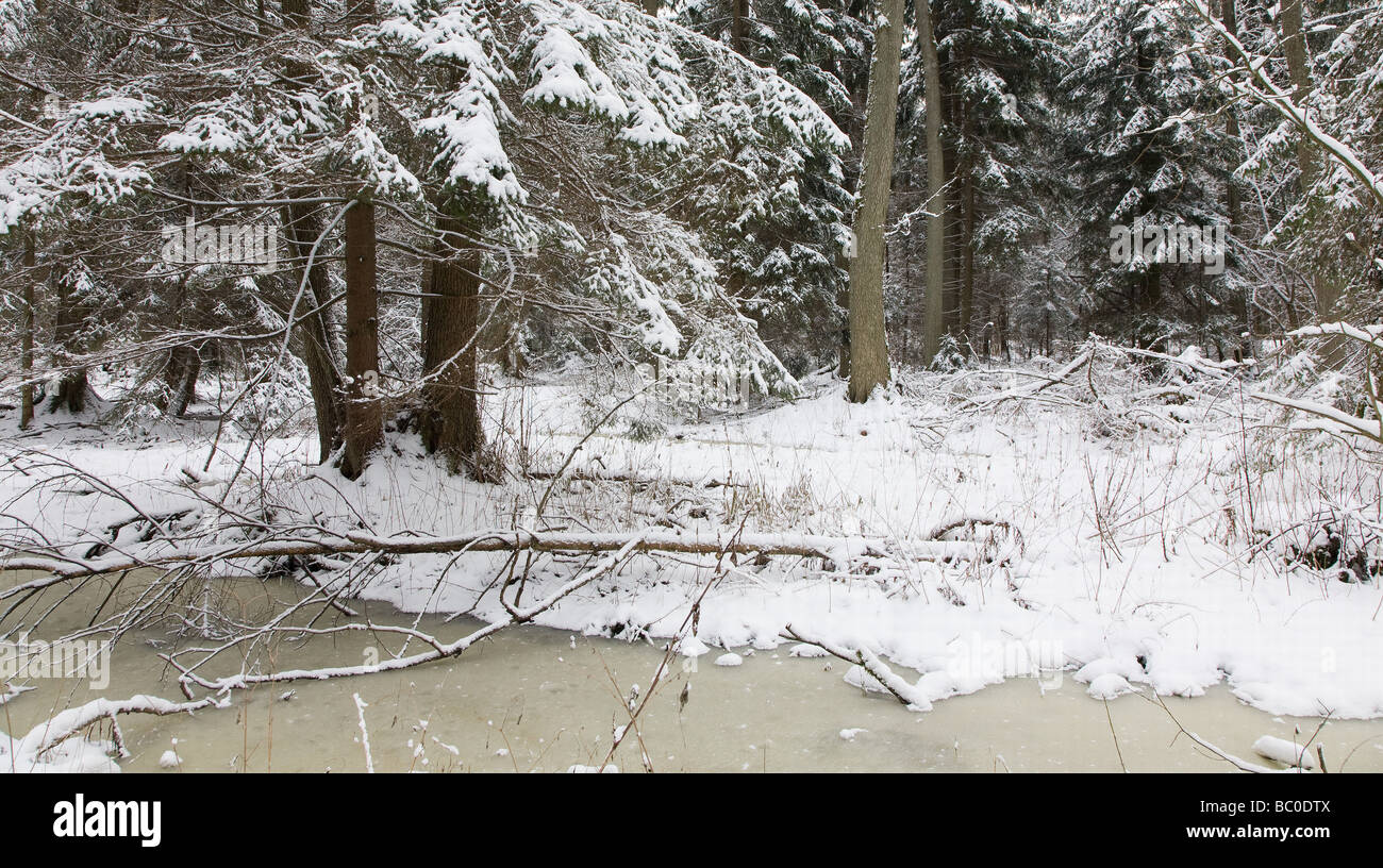 Frozen small forest river crossing mixed stand of Bialowieza Forest ...