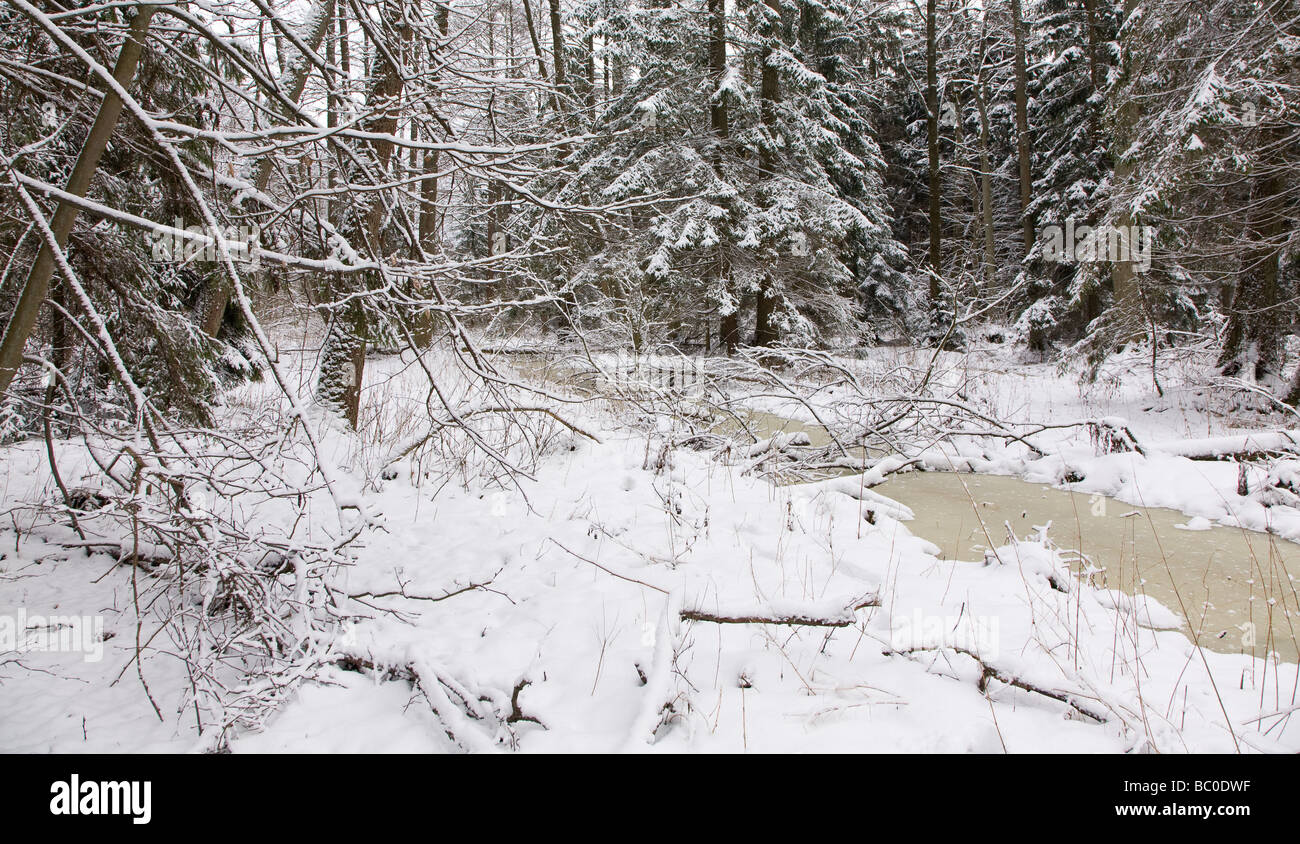 Frozen small forest river crossing mixed stand of Bialowieza Forest ...