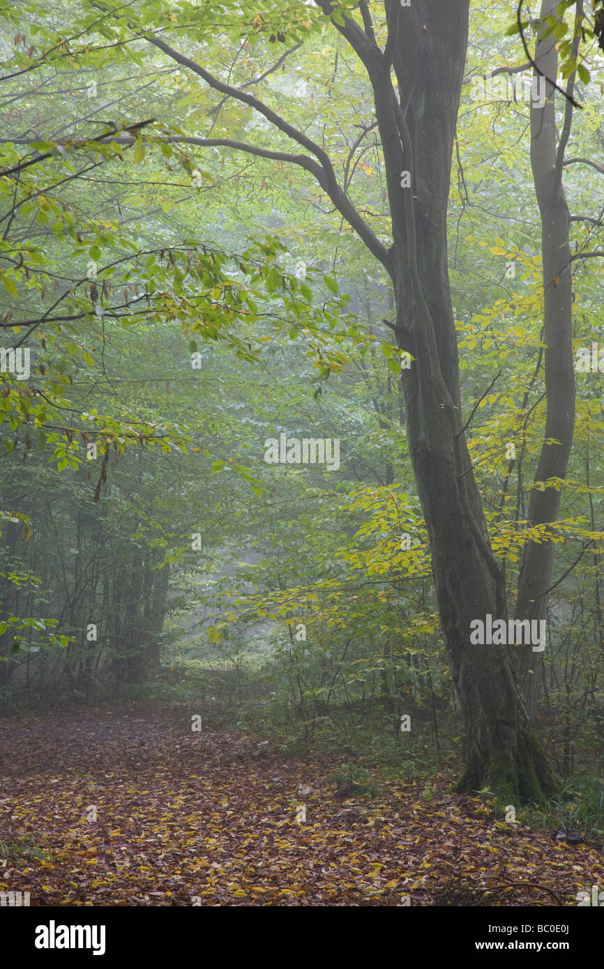 Path crossing misty autumnal forest at morning Stock Photo - Alamy