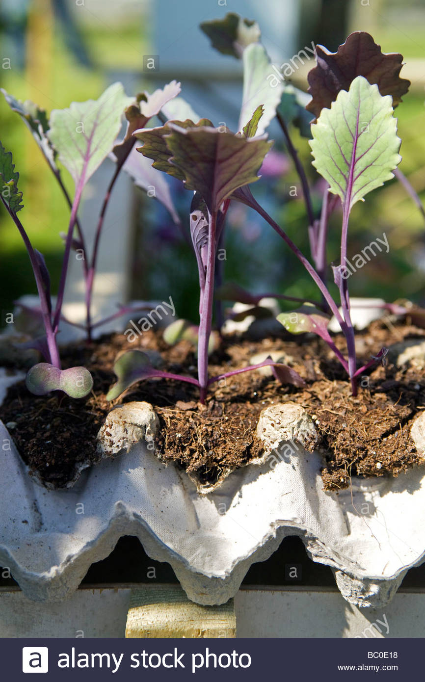 Cabbage Seedlings Stock Photos & Cabbage Seedlings Stock Images - Alamy