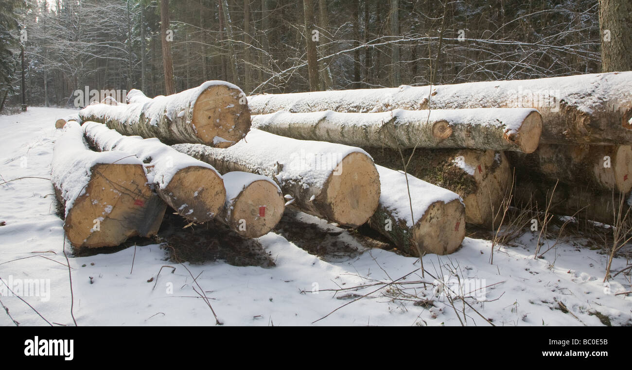 Stack of birch tree logs under snow by road Stock Photo - Alamy