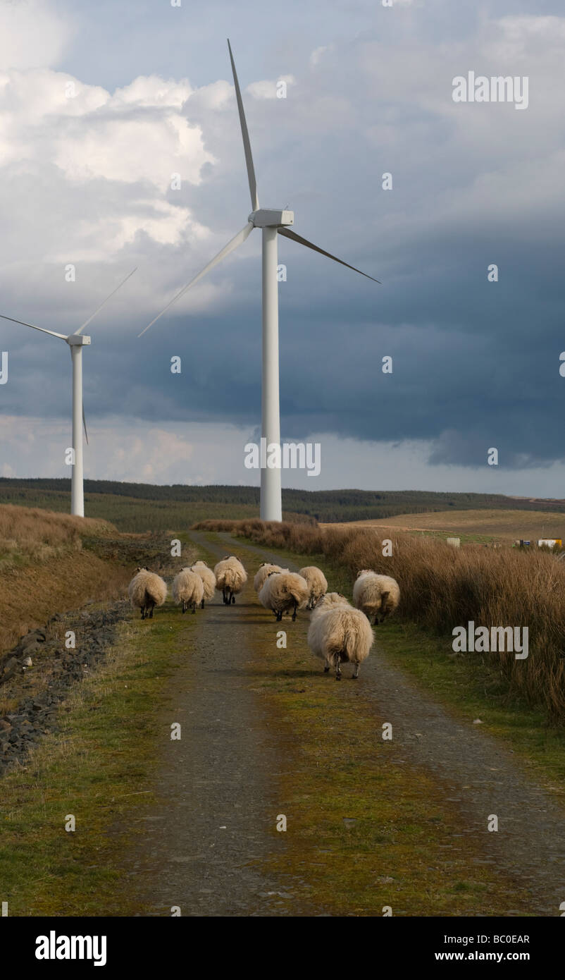 Sheep at the tower hi-res stock photography and images - Alamy