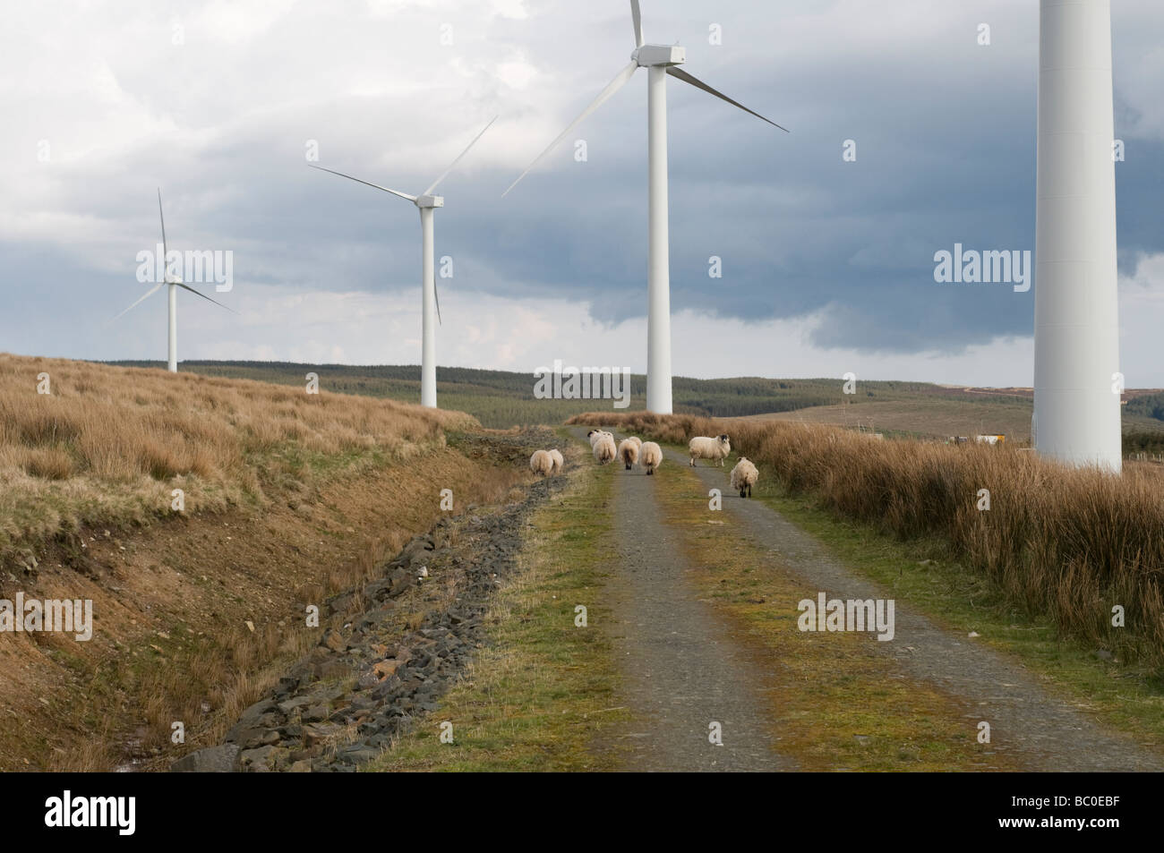 Wind Farm with sheep Stock Photo - Alamy