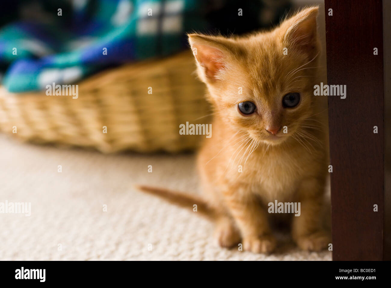Ginger Kitten indoors Stock Photo - Alamy