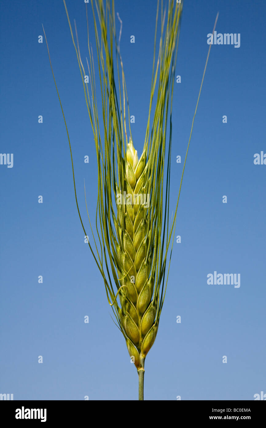 Cultivo de trigo hi-res stock photography and images - Alamy