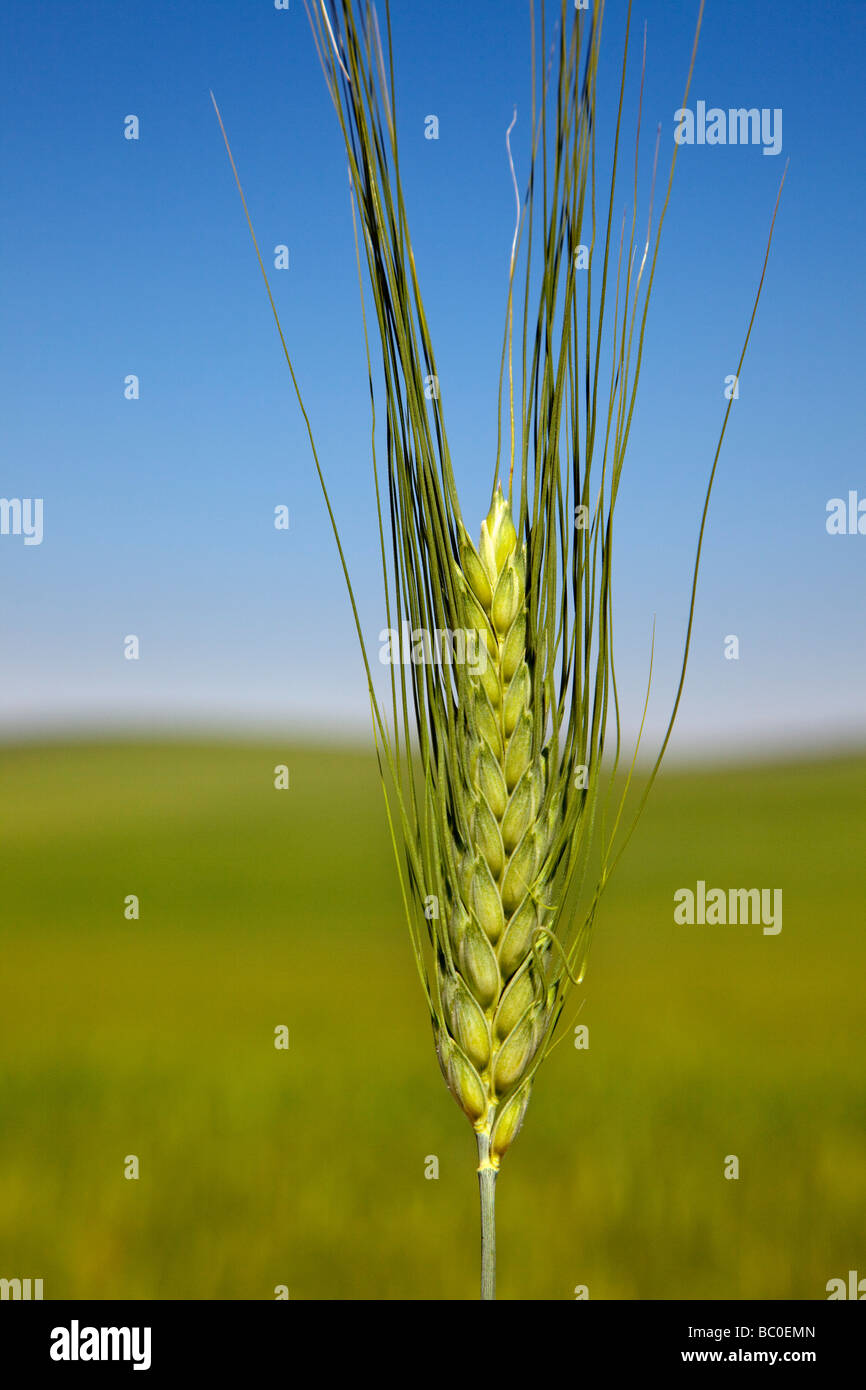 Trigos de trigo hi-res stock photography and images - Alamy