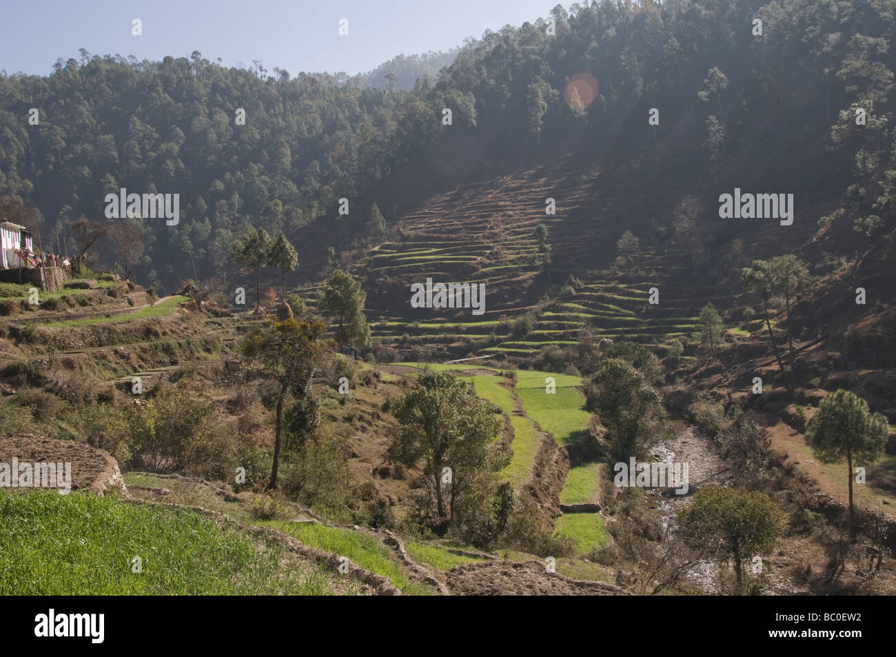 Rural India, Lower Himalayas,Kumaon Villagers, Ancient Terraces ...