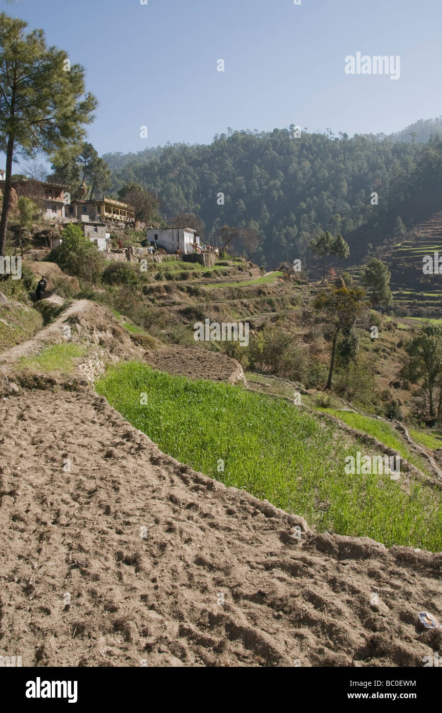Rural India, Lower Himalayas,Kumaon Villagers, Ancient Terraces ...