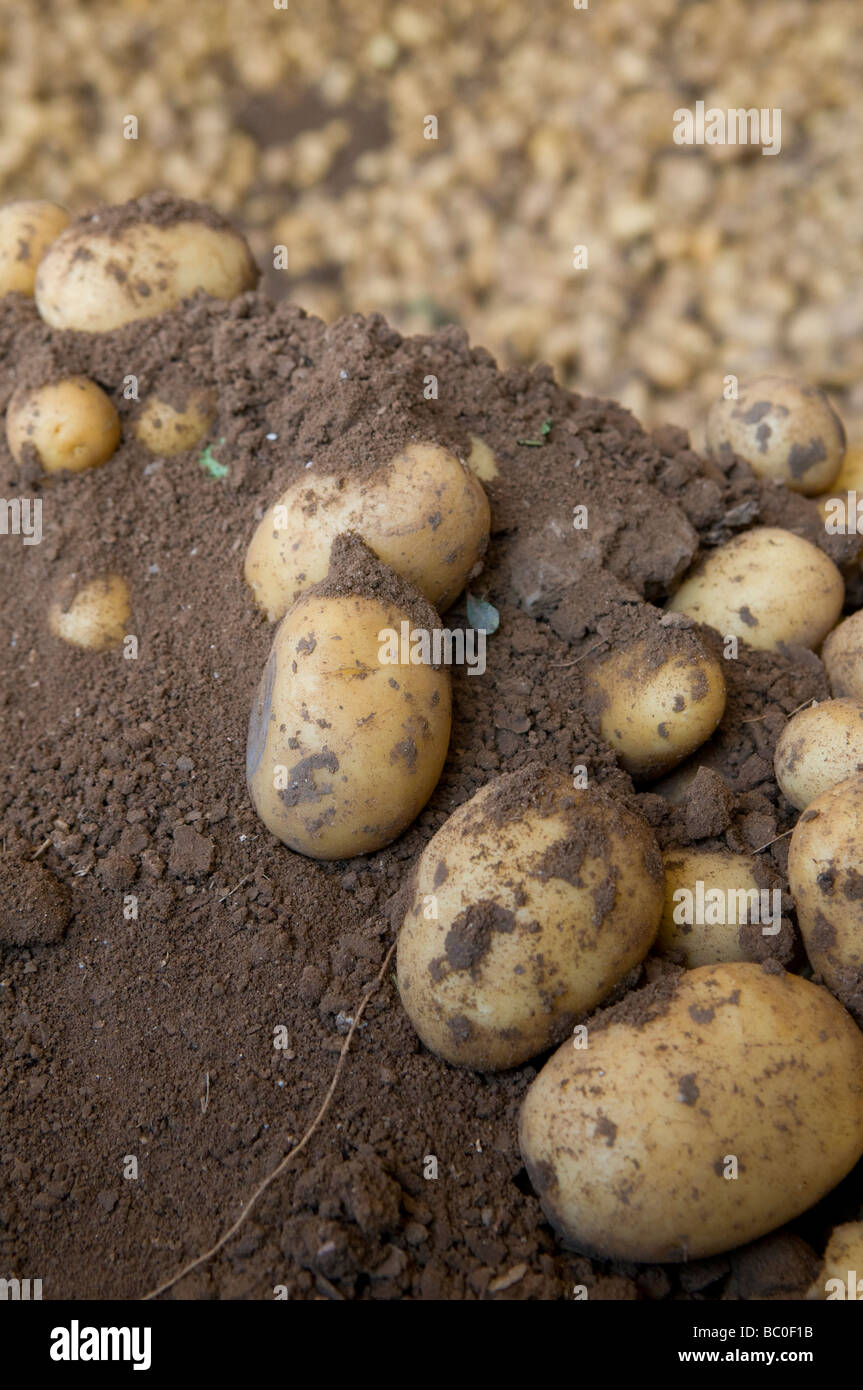 Potatoes pile hi-res stock photography and images - Alamy