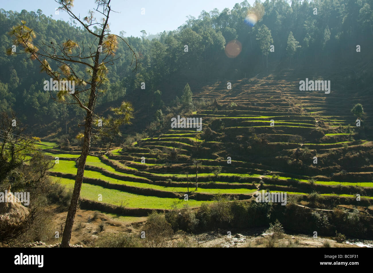 Rural India, Lower Himalayas,Kumaon Villagers, Ancient Terraces ...