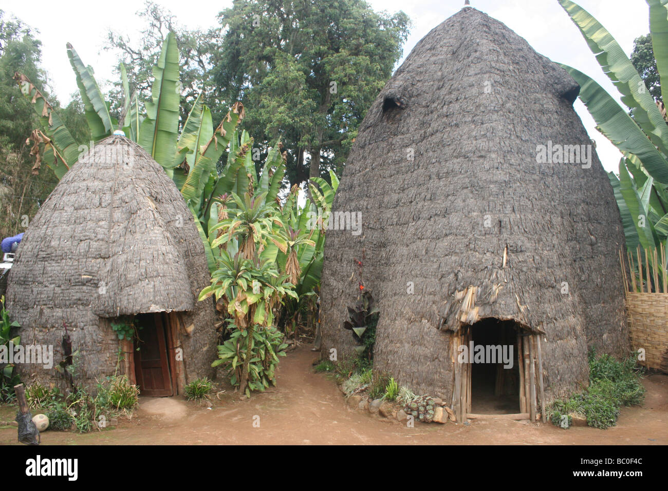 Africa Ethiopia Omo region Chencha Dorze Village Traditional elephant ...