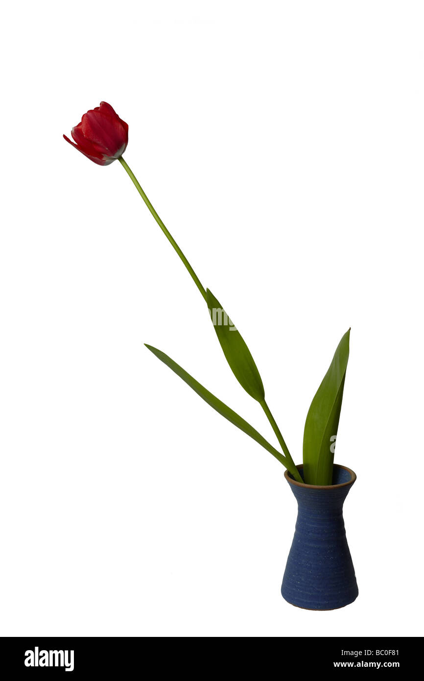 Colourful flower in vase Cut Out Stock Images & Pictures - Alamy