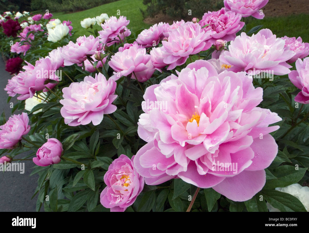 Paeonia lactiflora Bev Stock Photo - Alamy
