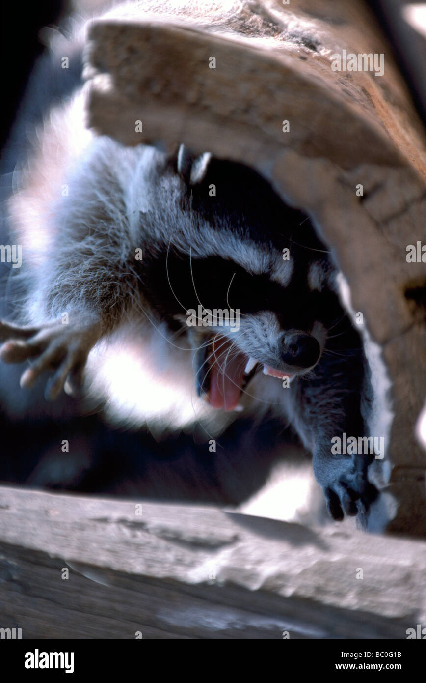 Snarling Wild Raccoon (Procyon lotor) roaming in a Hollow Tree Trunk ...