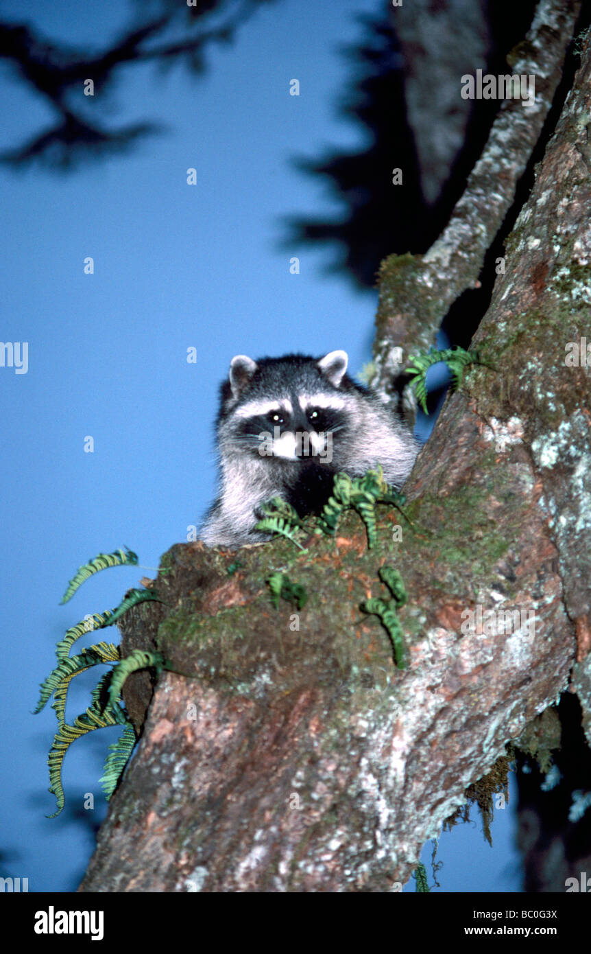 Wild Raccoon (Procyon lotor) climbing a Tree Branch Stock Photo - Alamy