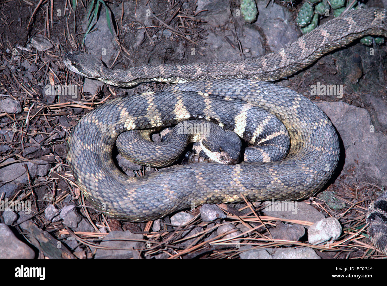 Snakes of canada hi-res stock photography and images - Alamy