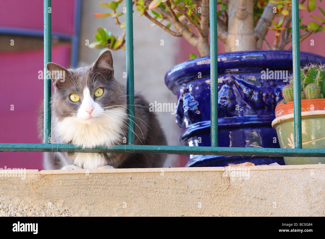 France cat hi-res stock photography and images - Alamy