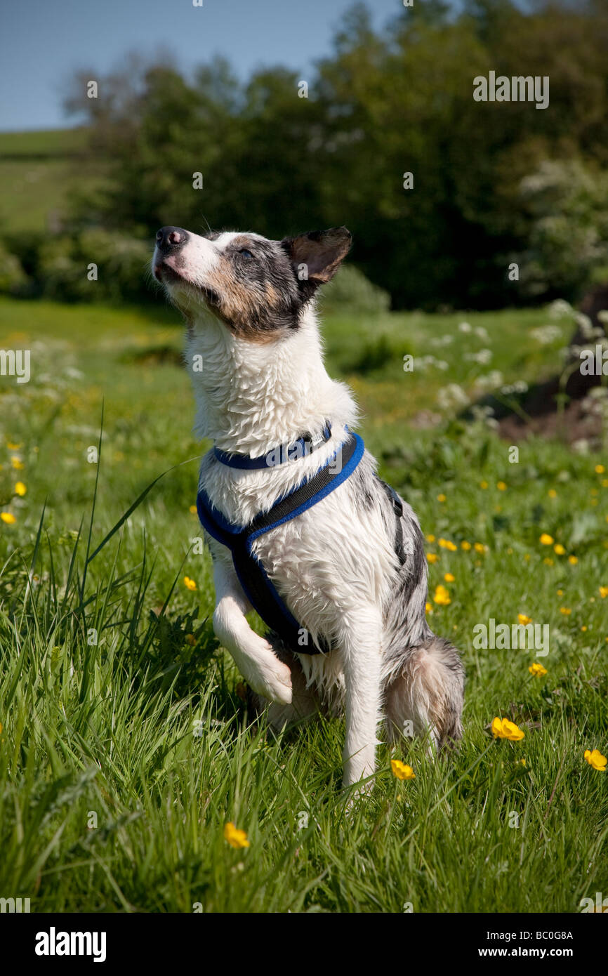 Blue merle border collie dog wearing a blue harness sat on grass with ...