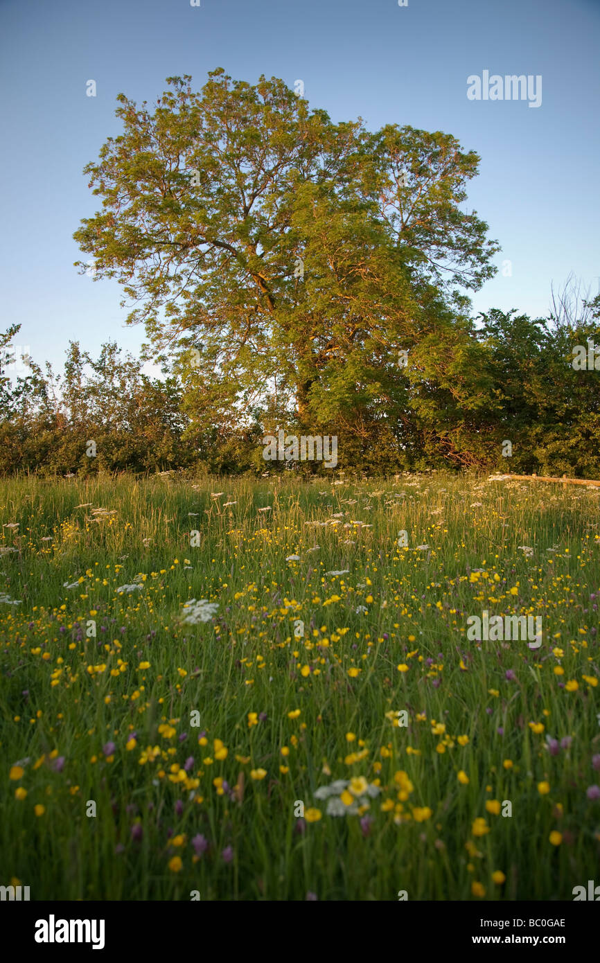 wildflower meadow and large old tree in the english countryside on a ...