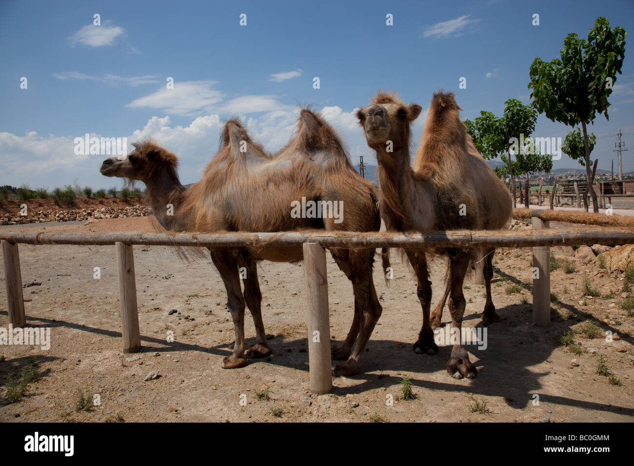 Greek zoo animals hi-res stock photography and images - Alamy