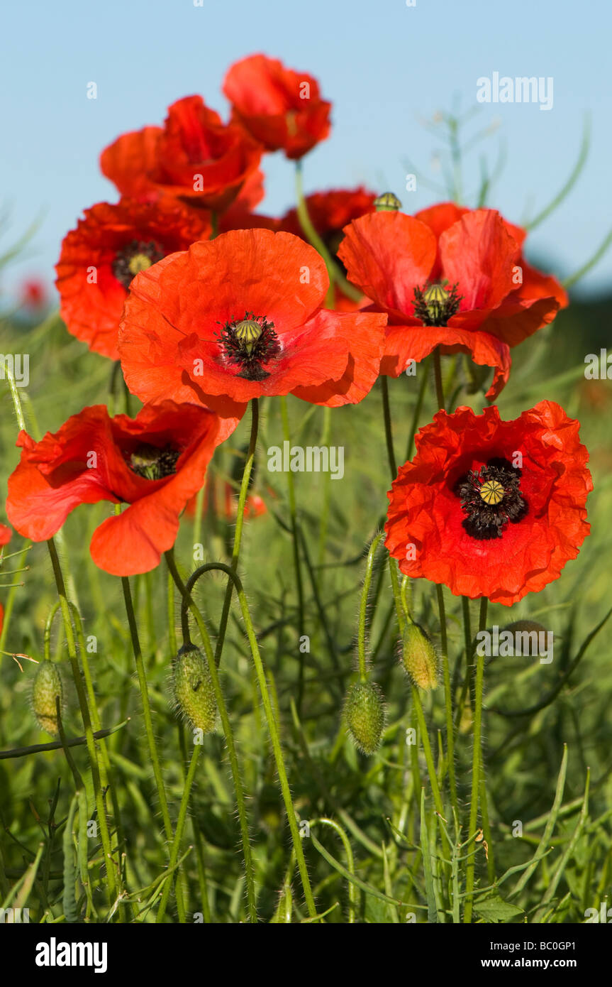 Common poppies Papaver rhoeas Stock Photo - Alamy