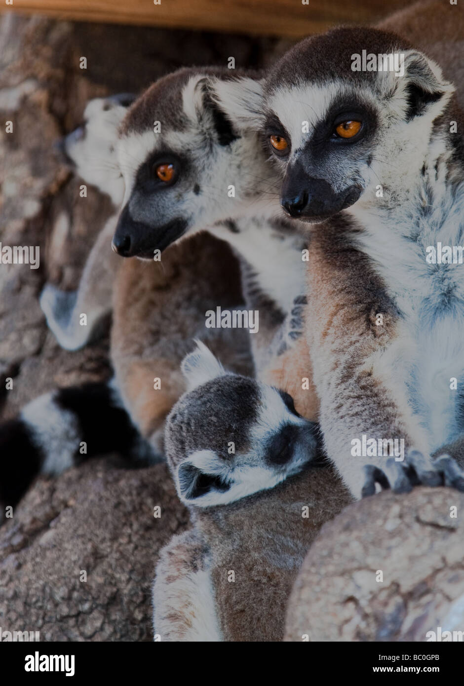 Greek zoo hi-res stock photography and images - Alamy