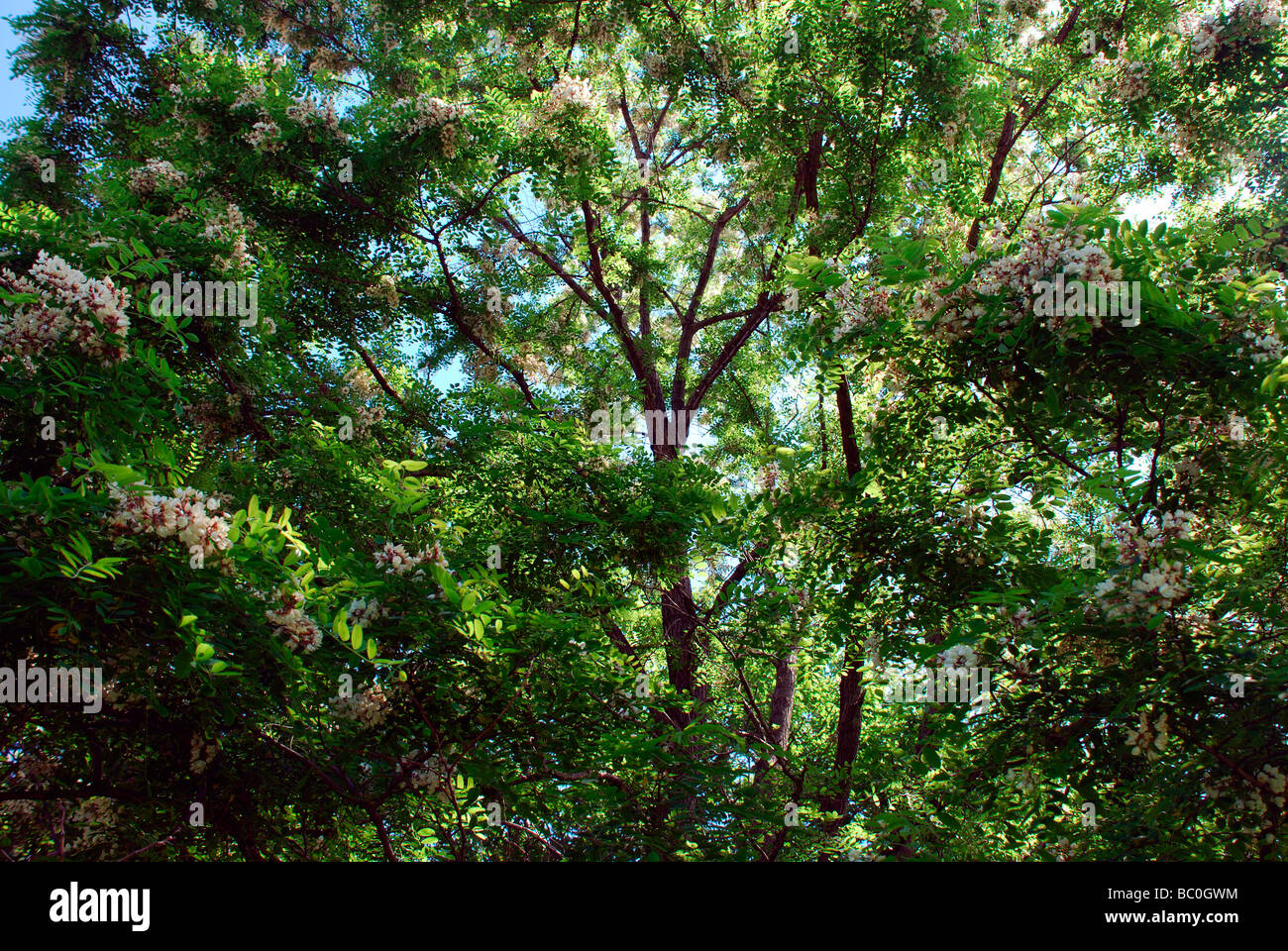 Black Locust tree Robinia pseudoacacia L blooming spring season Stock ...