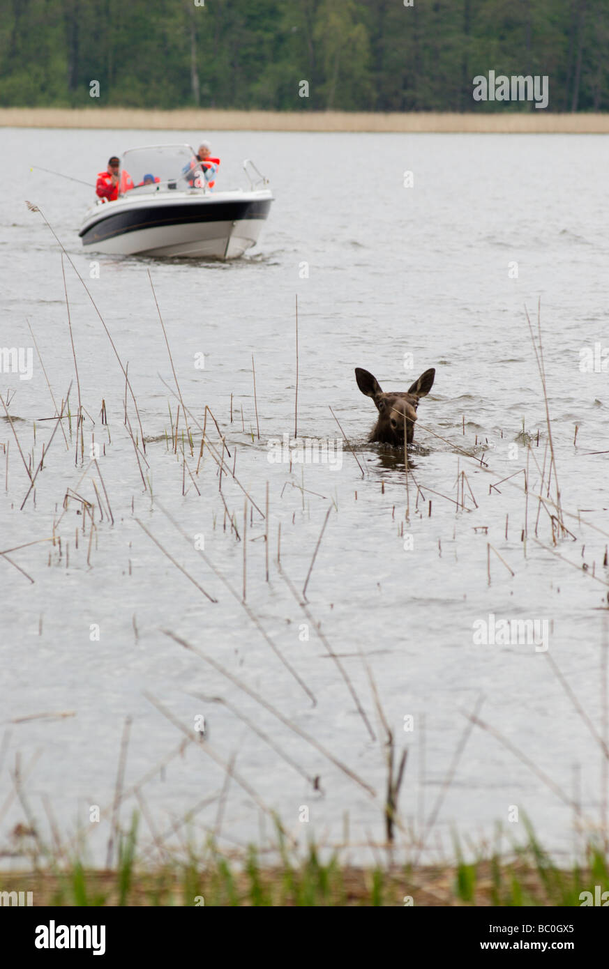 Moose swimming hi-res stock photography and images - Alamy