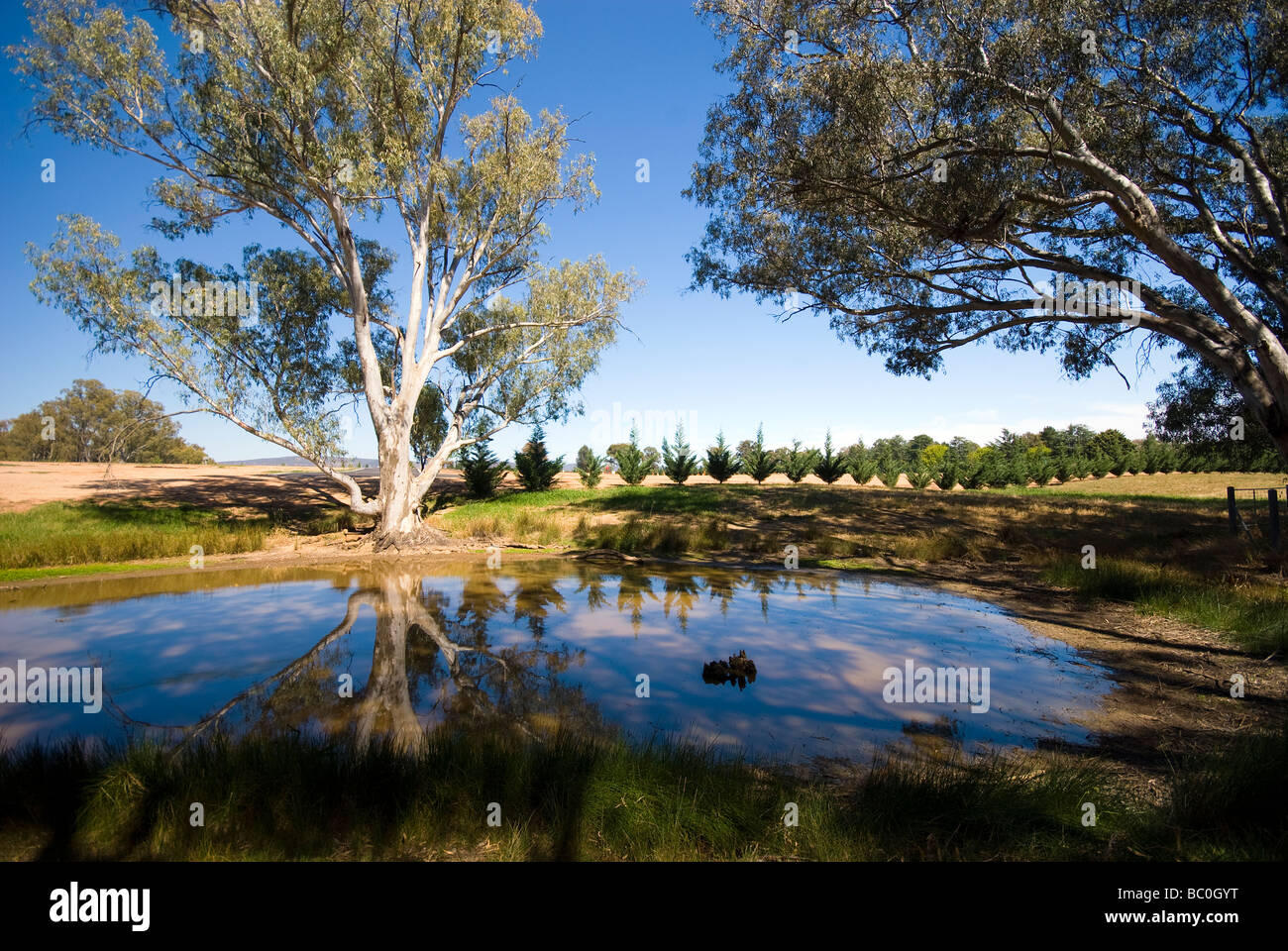 Reflections in Wangarratta Creek,Victoria,Australia Stock Photo - Alamy