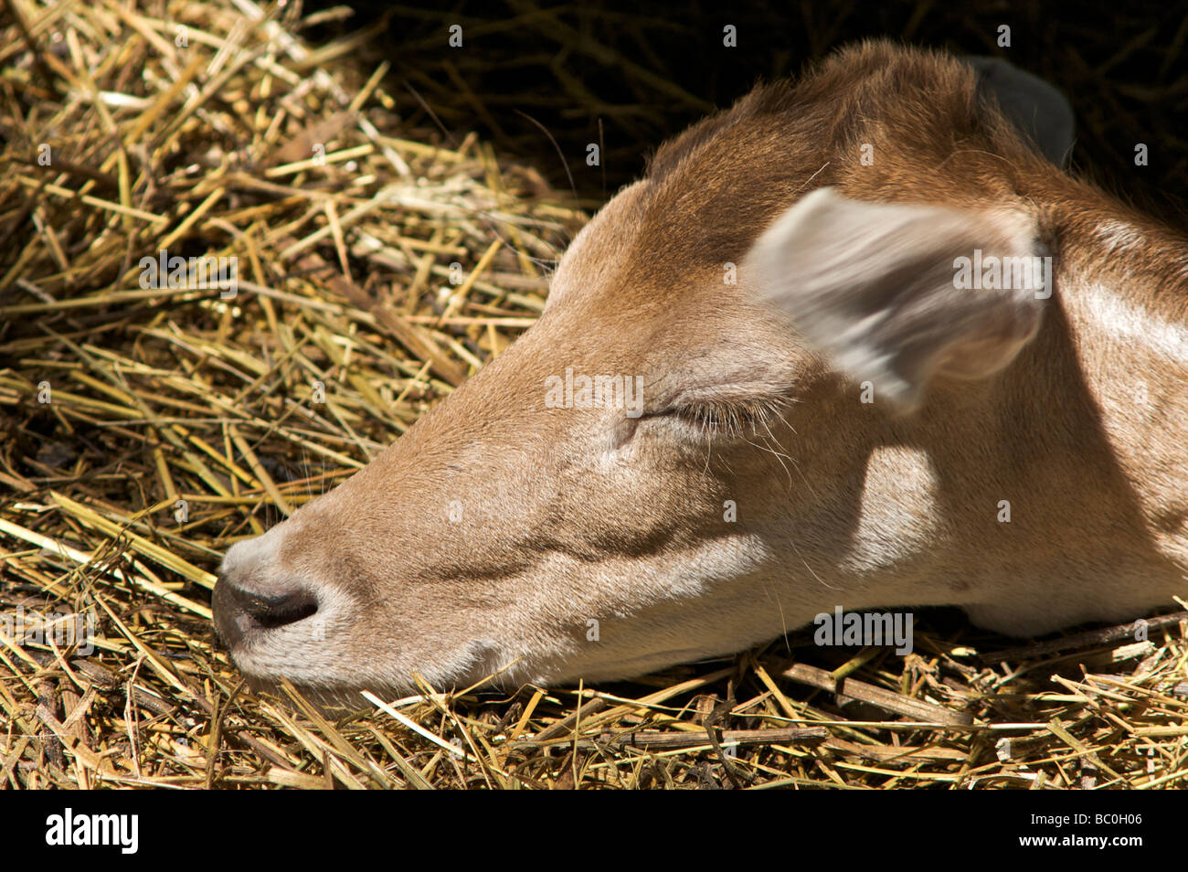 A fallow fawn Stock Photo - Alamy