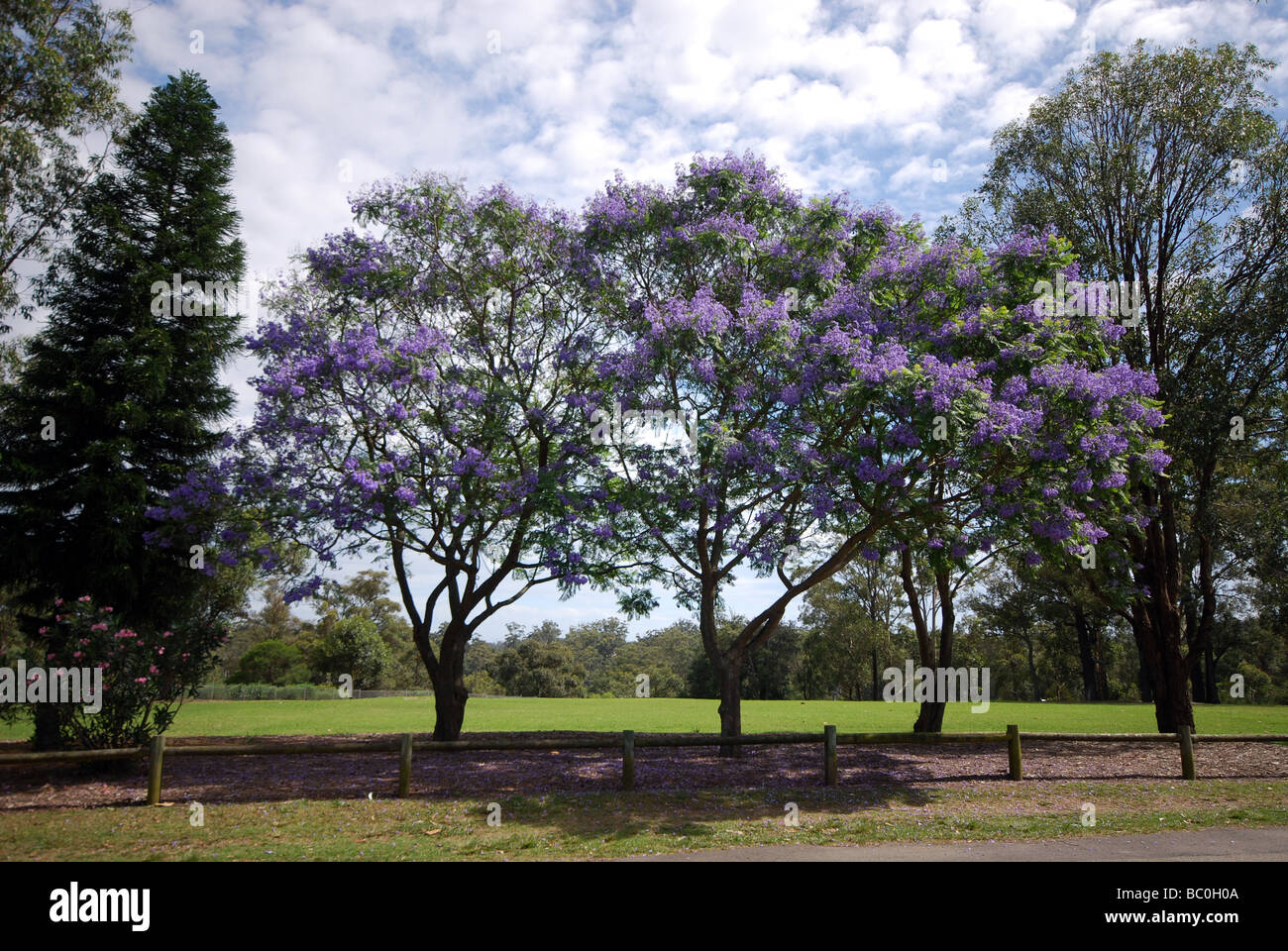 Jakaranda Trees in Bloom,Parramatta,NSW,AUS Stock Photo - Alamy