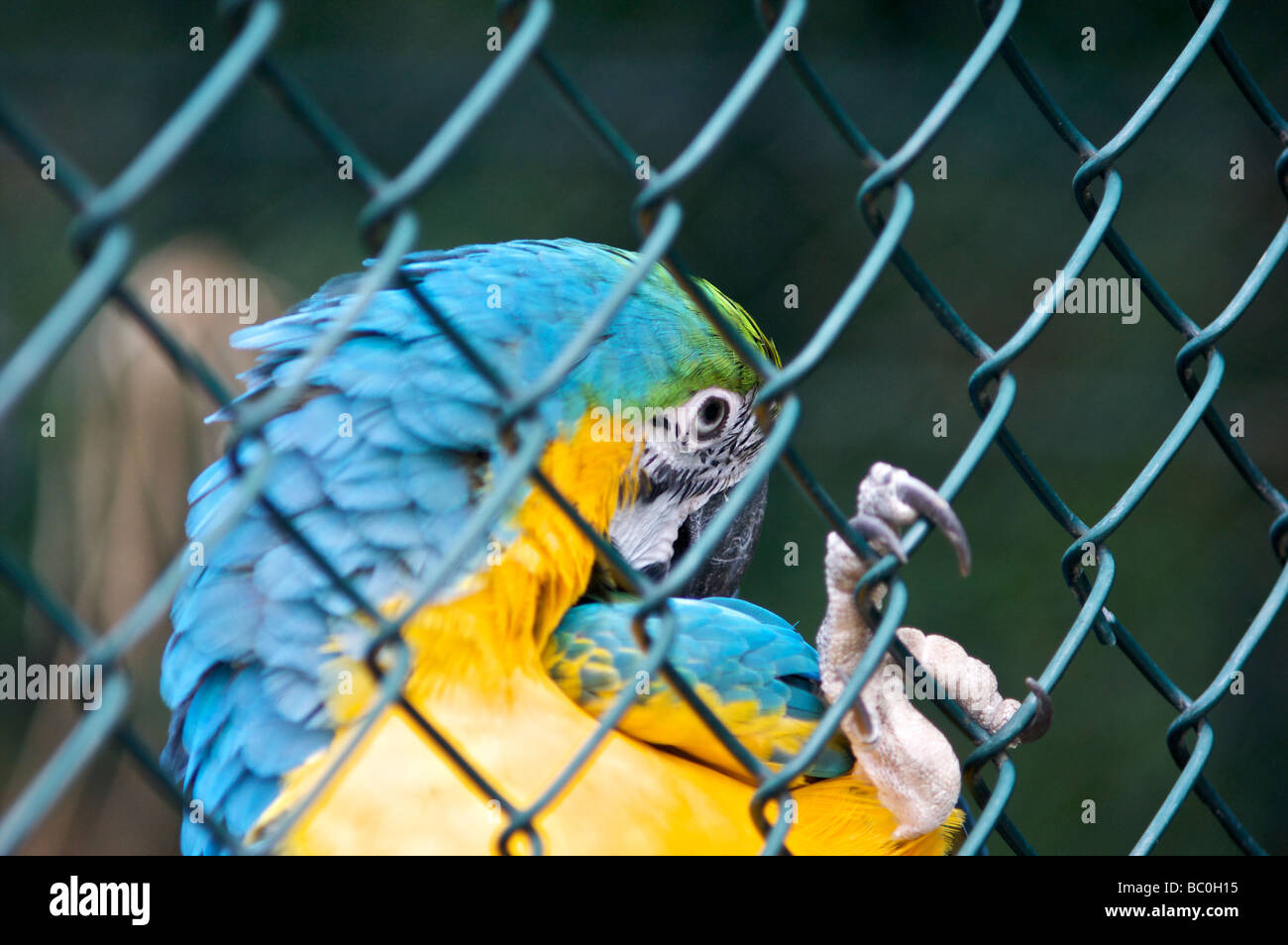 An Ara parrot Stock Photo - Alamy