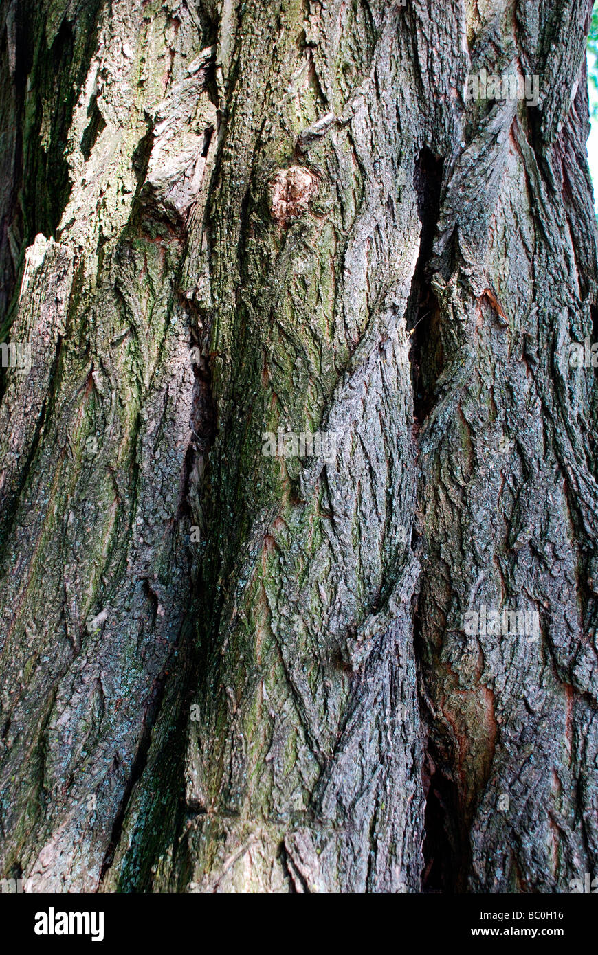 Black Locust tree bark close up Robinia pseudoacacia L Stock Photo - Alamy