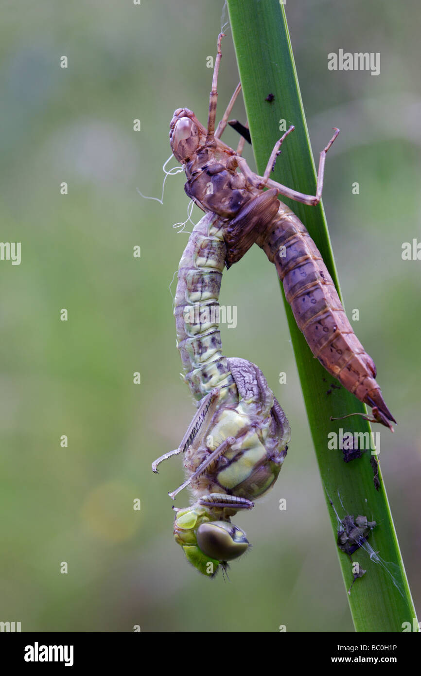 Southern hawker dragonfly - Aeshna cyanea freshly emerged Stock Photo ...