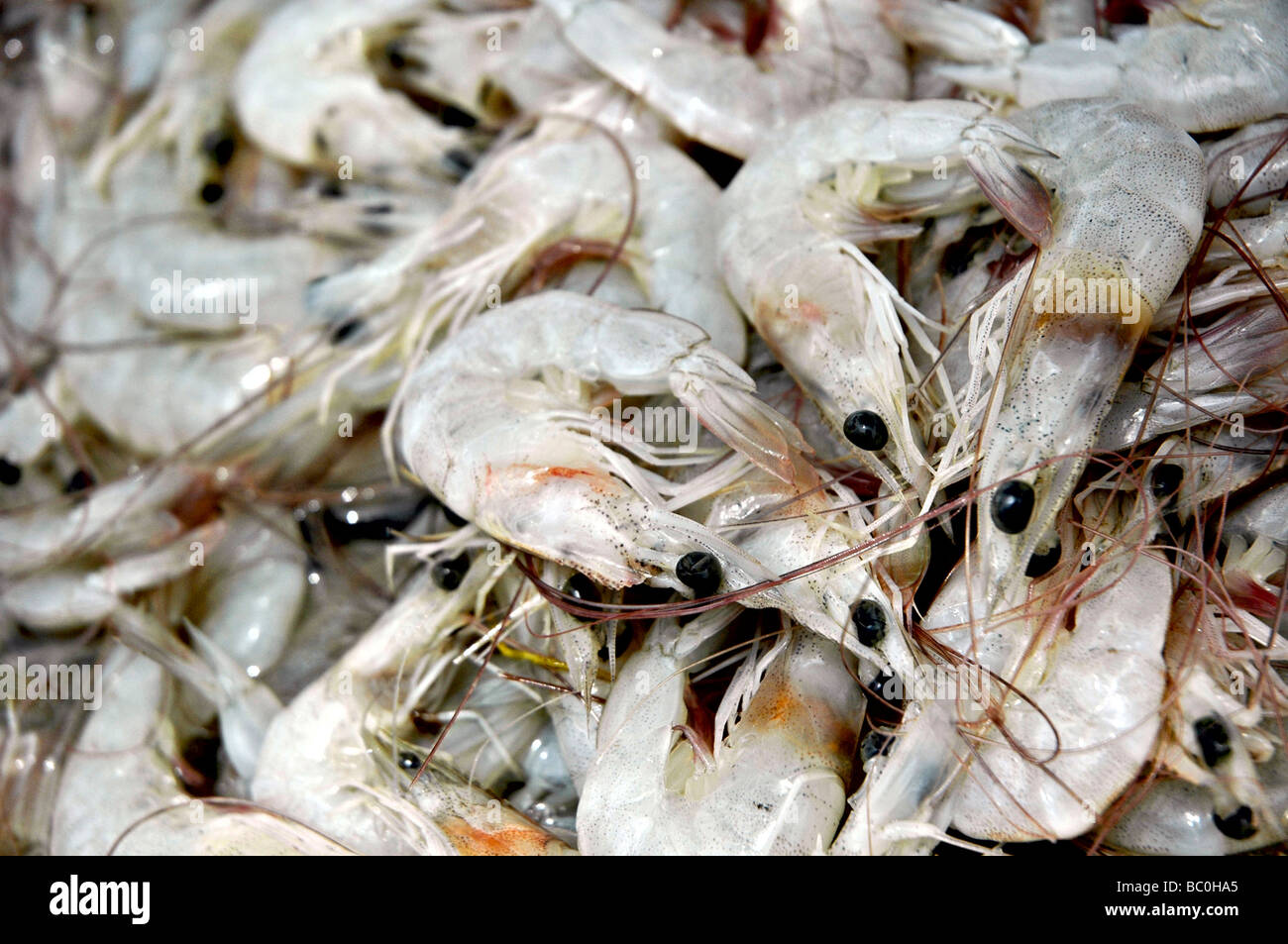 Shrimp in net close up hi-res stock photography and images - Alamy