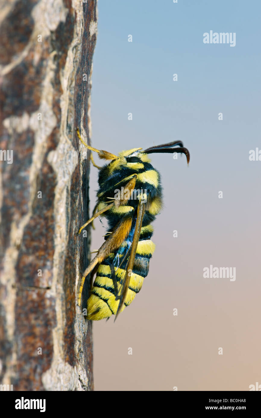 Hornet moth hi-res stock photography and images - Alamy