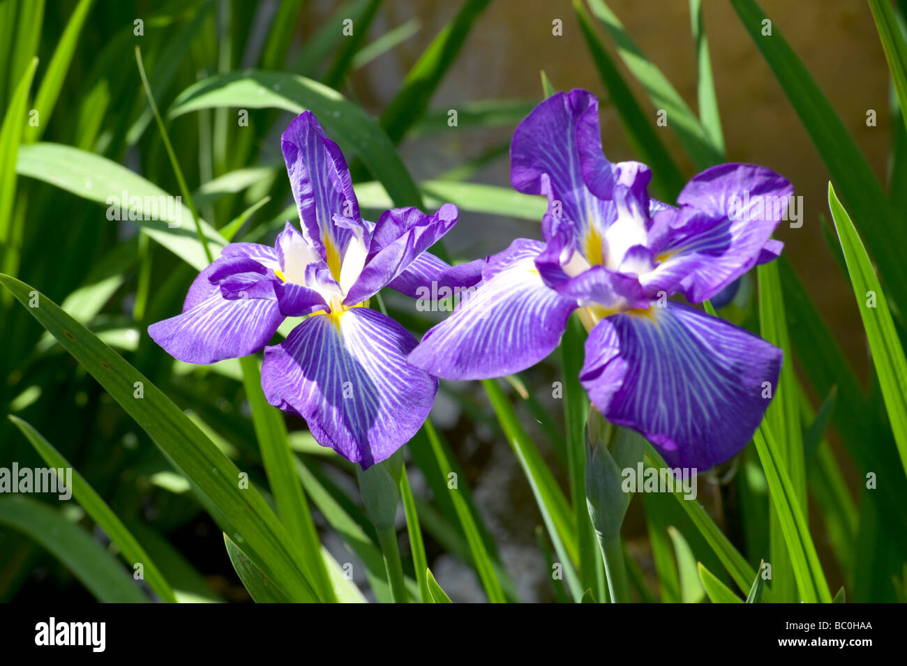 Detail of a two blue Japanese irises blooming in the Meiji Jingu Gyoen ...