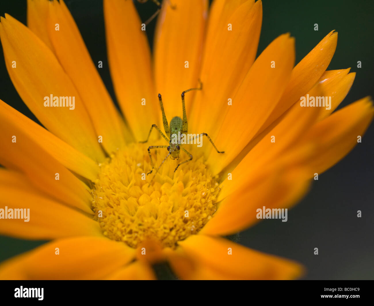 A gentle flower of Calendula officinalis with a green bug inside. Other ...