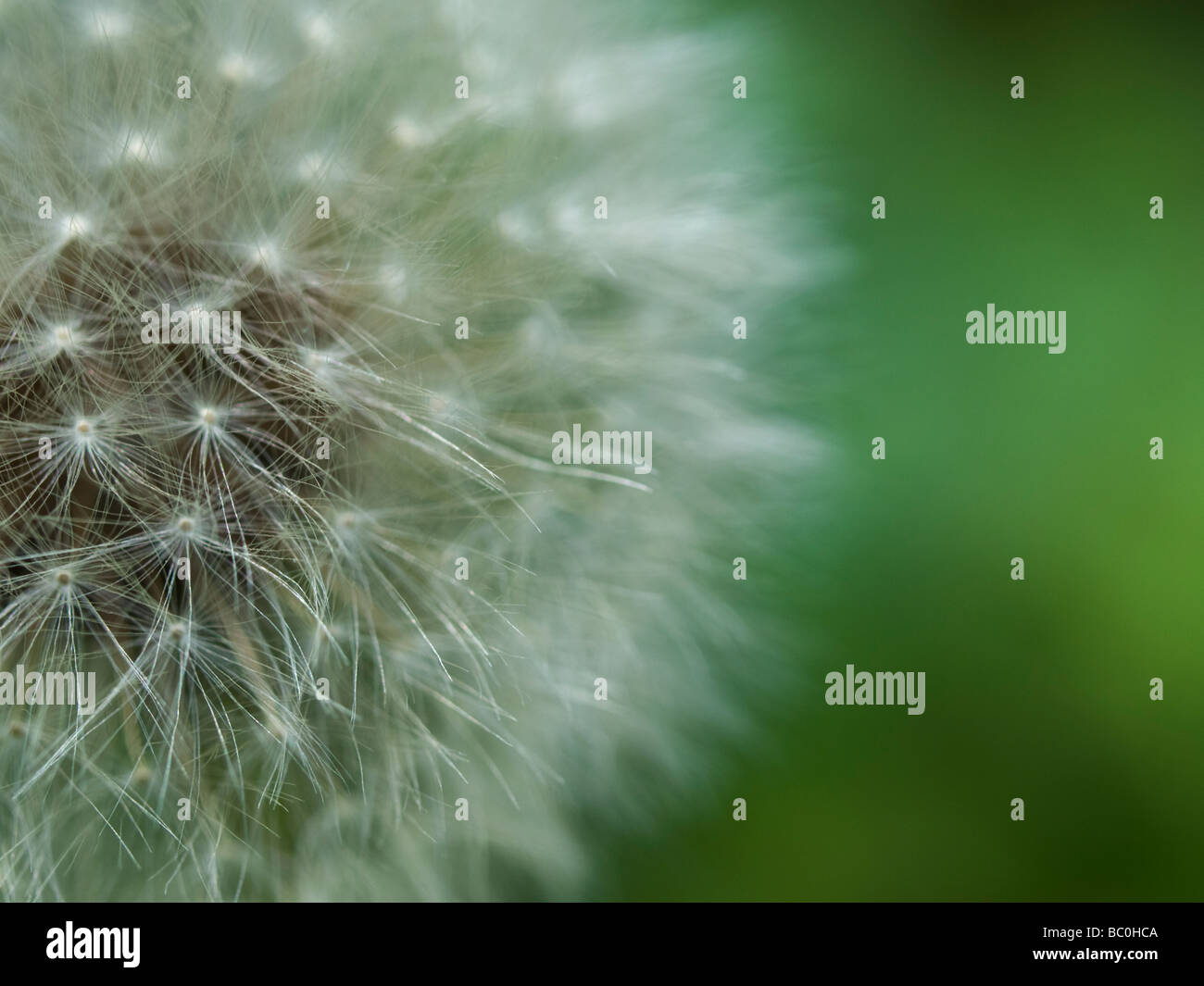 Cotton dandelion seeds hi-res stock photography and images - Alamy