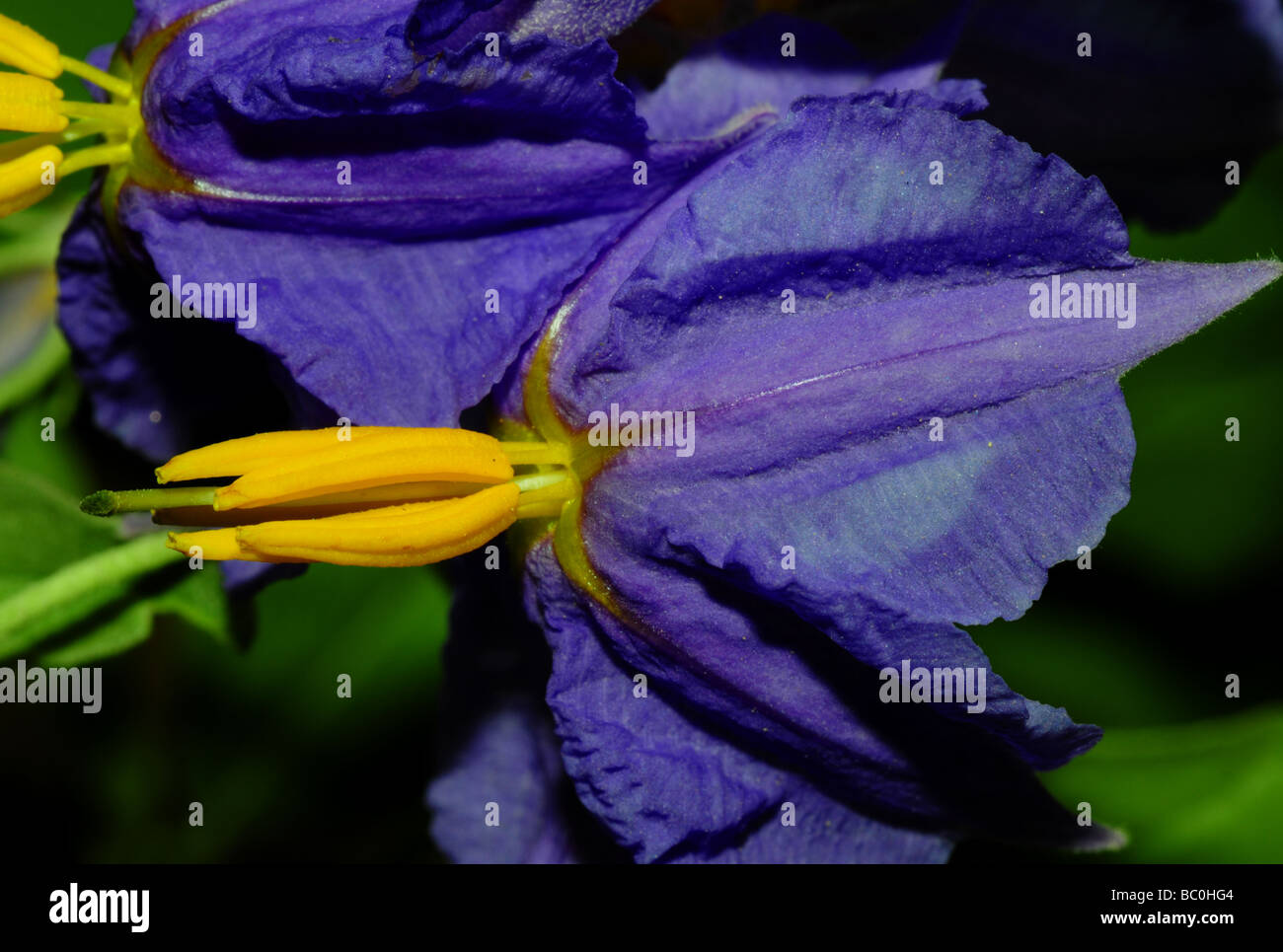 image of yet unidentified greek wildflower Stock Photo - Alamy